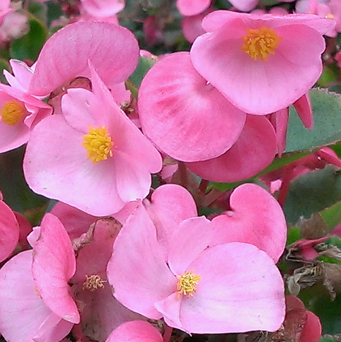 Sony Xperia Z v.s HTC Butterfly，相機實拍對決 | T客邦