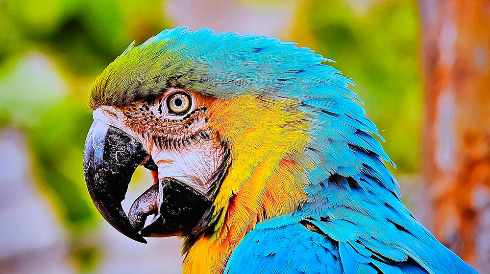 Philips 大型顯示器 75PML9108 開箱實測：P5 智慧影像處理技術，搭配 Xtra mini LED 鮮明對比與量子點顯色帶來栩栩如生的影像體驗！ | T客邦